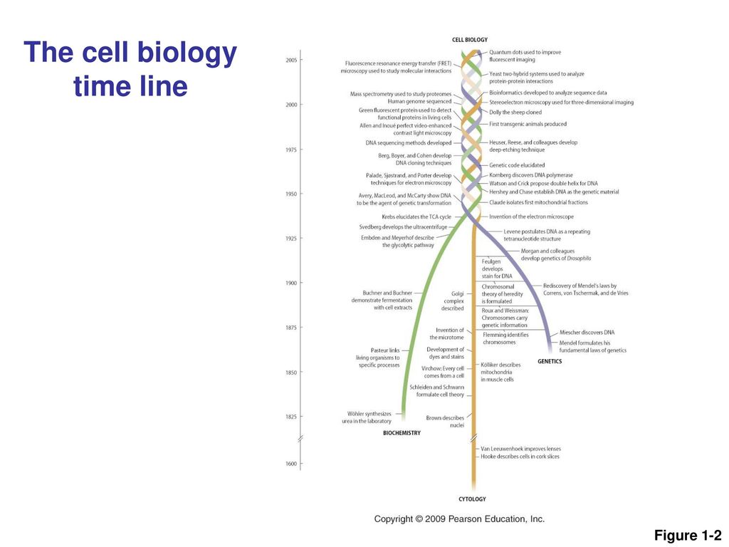 Copyright © 2009 Pearson Education Inc Ppt Download