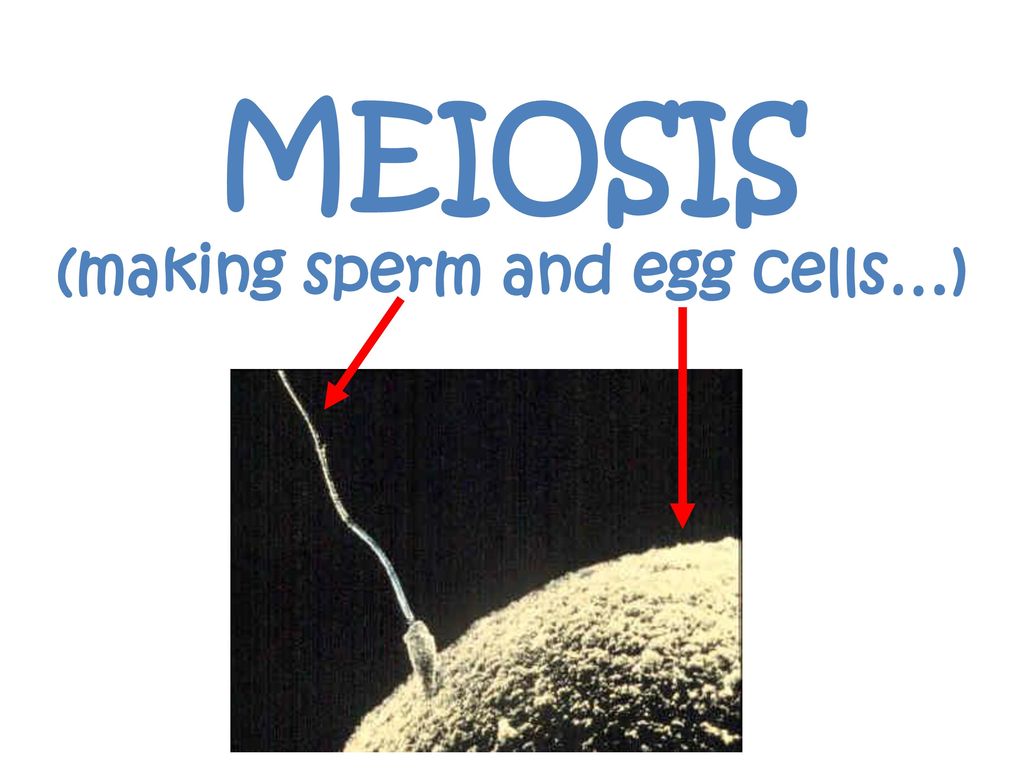 Meiosis Making Sperm And Egg Cells… Ppt Download