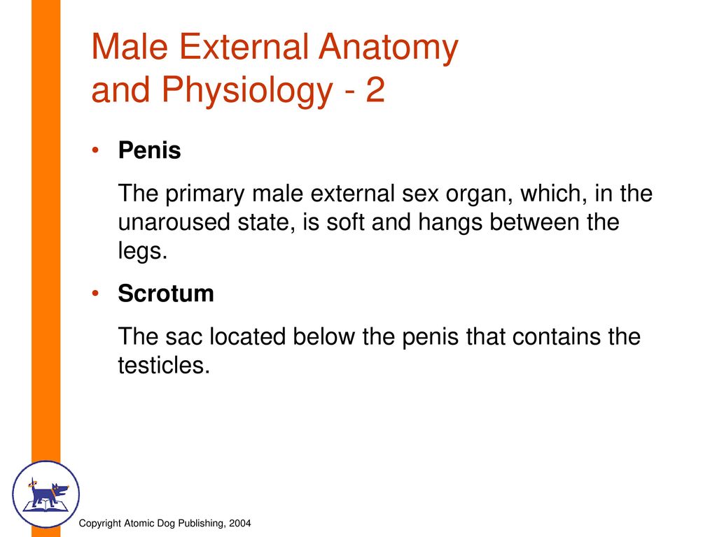 Chapter Four Male Anatomy Physiology And Sexual Response Ppt Download