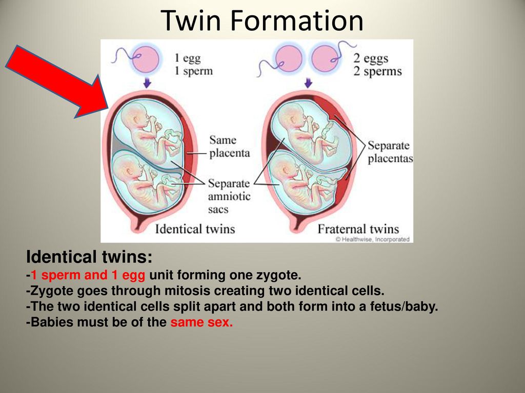 Cell Growth And Division Ppt Download