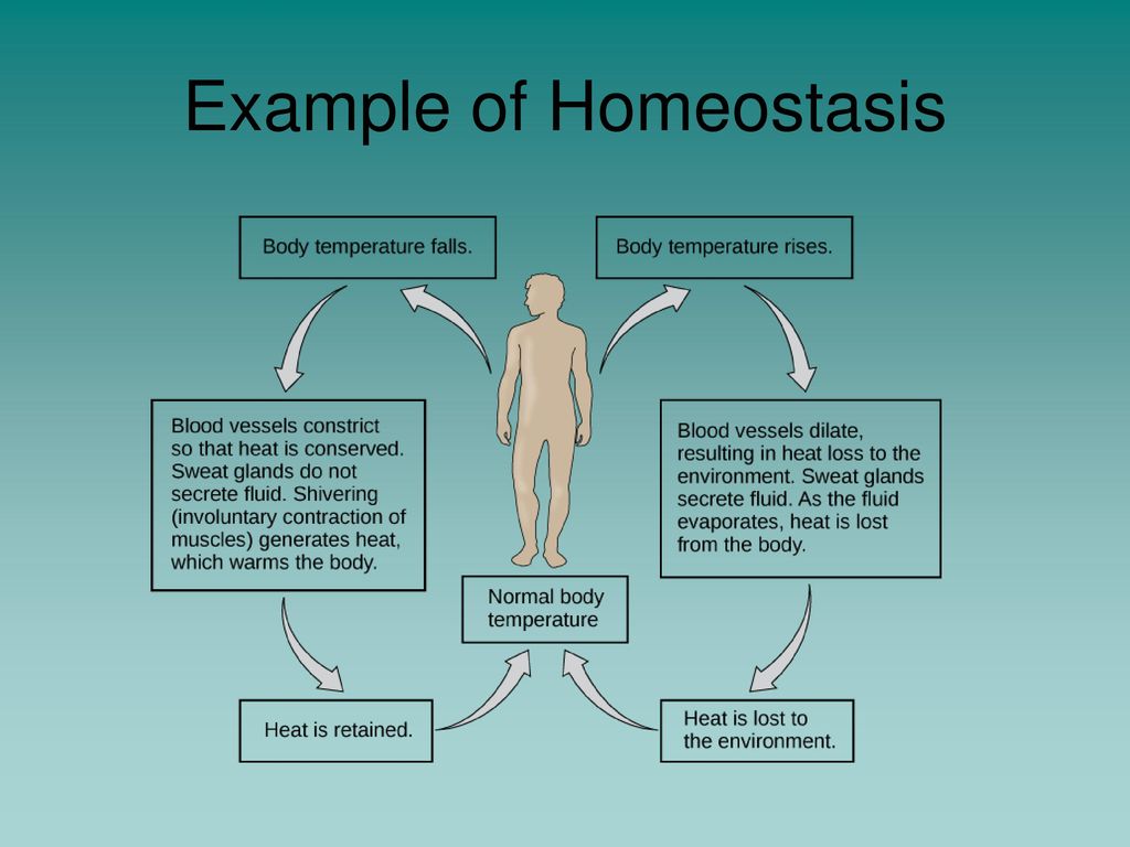 Homeostasis Definition Types Examples Applications Body Systems Eroppa