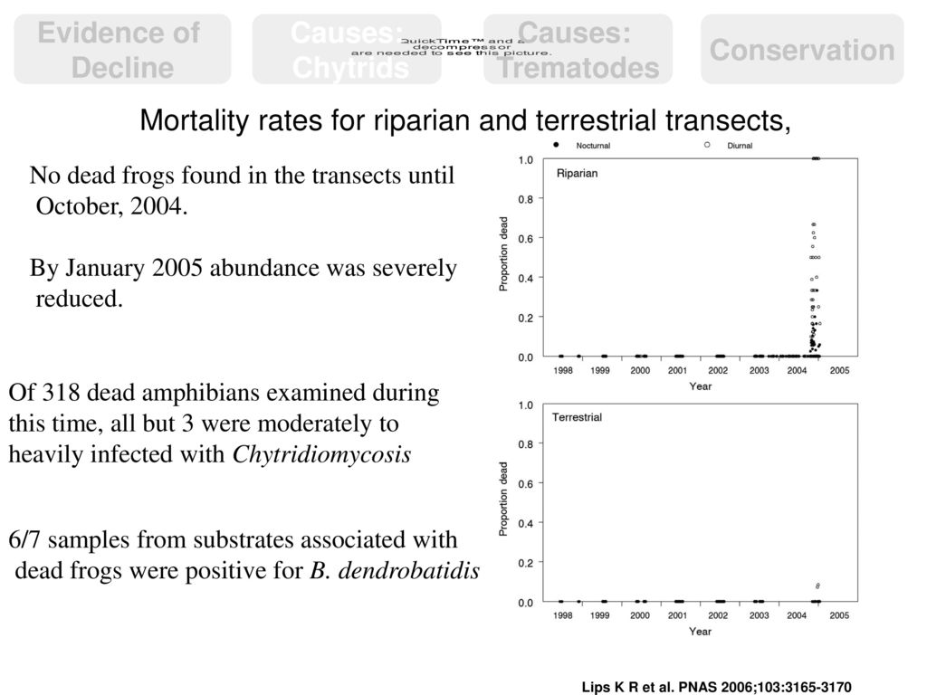 Amphibian Decline: Disease - ppt download Amphibian Decline: Disease - ppt download