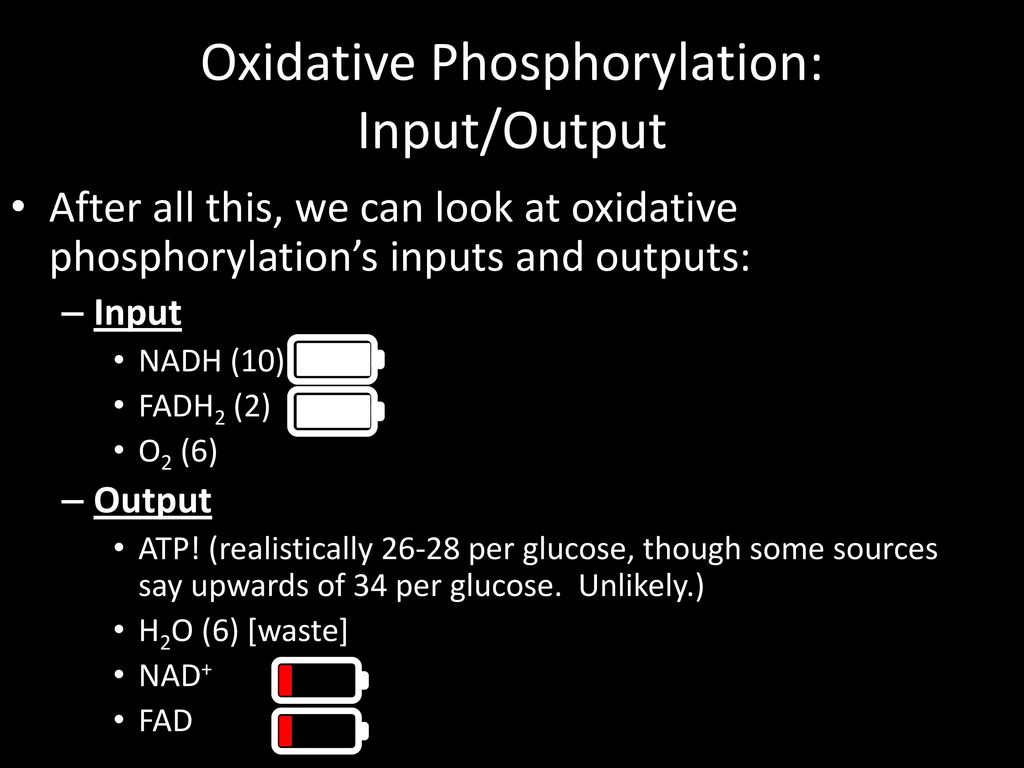 Oxidative Phosphorylation Input And Output Oxidative Phosphorylation Input And Output