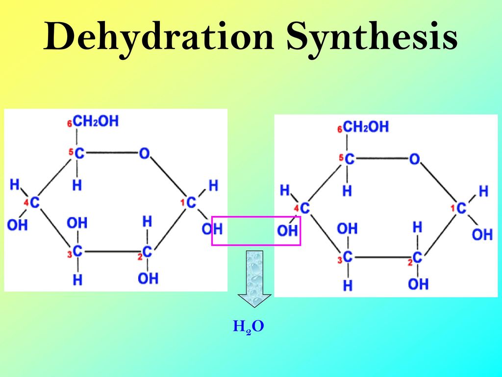 Dehydration Synthesis