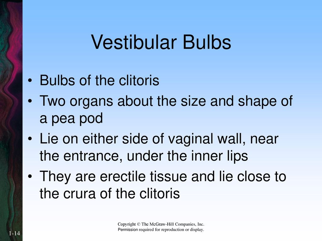 Chapter 4 Sexual Anatomy Ppt Download
