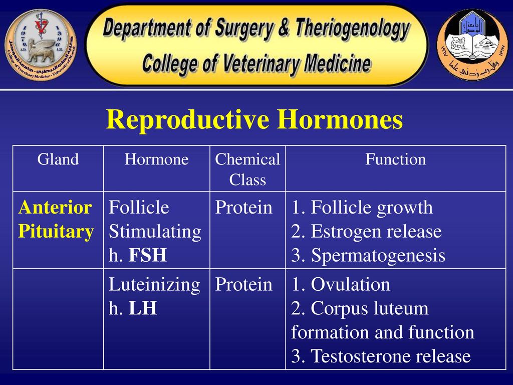 Reproductive Hormones Ppt Download