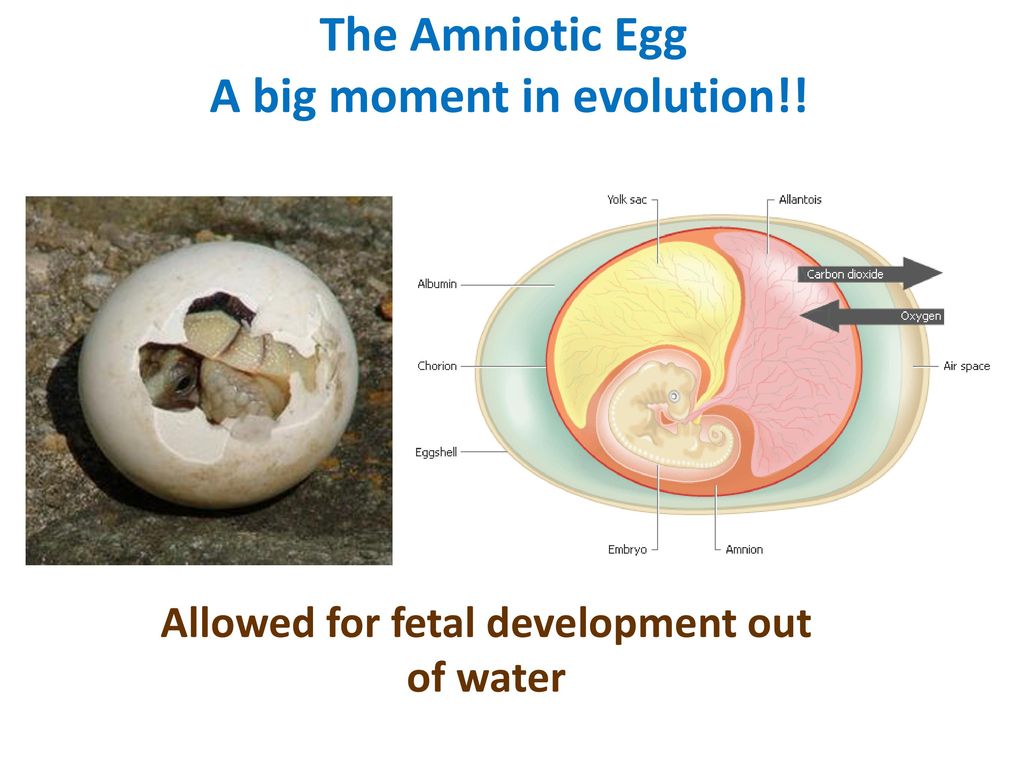 Animals After fertilization, Cleavage begins as the cell divides. - ppt ...