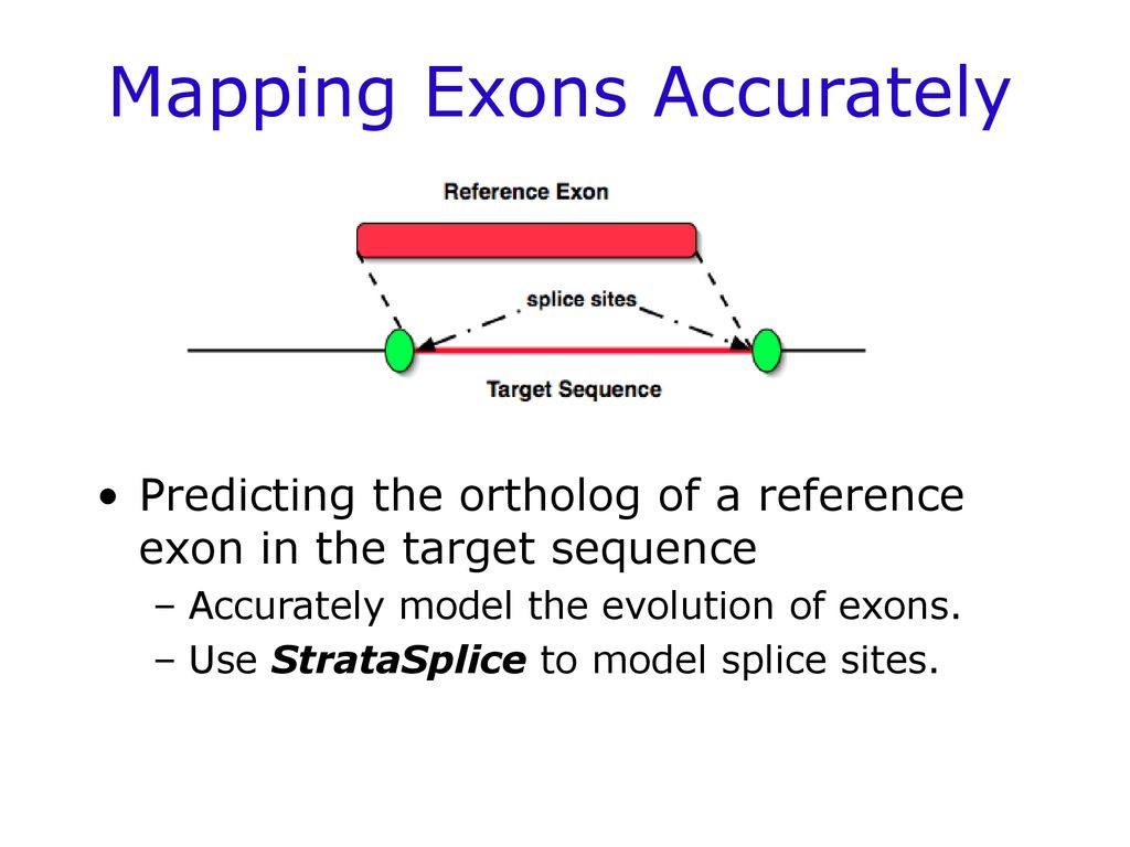Computational Analyses Of Eukaryotic Gene Evolution Ppt Download