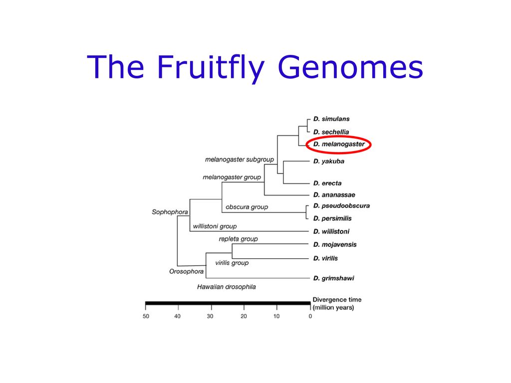 Computational Analyses Of Eukaryotic Gene Evolution Ppt Download