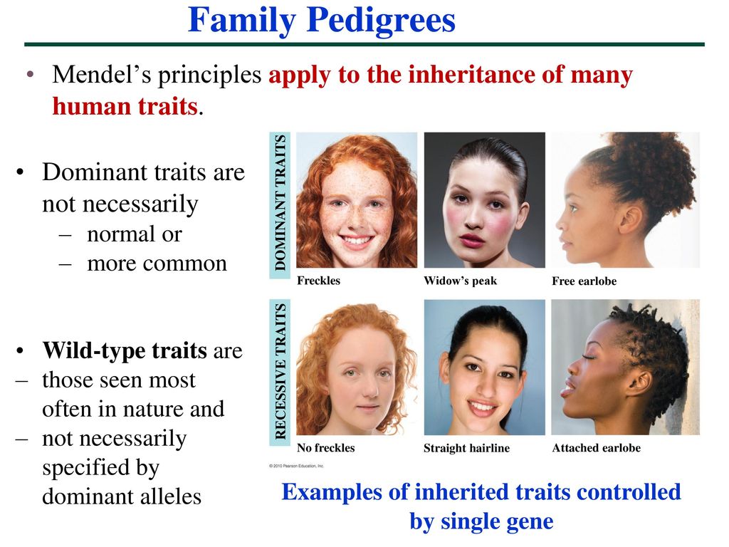Patterns Of Inheritance Ppt Download