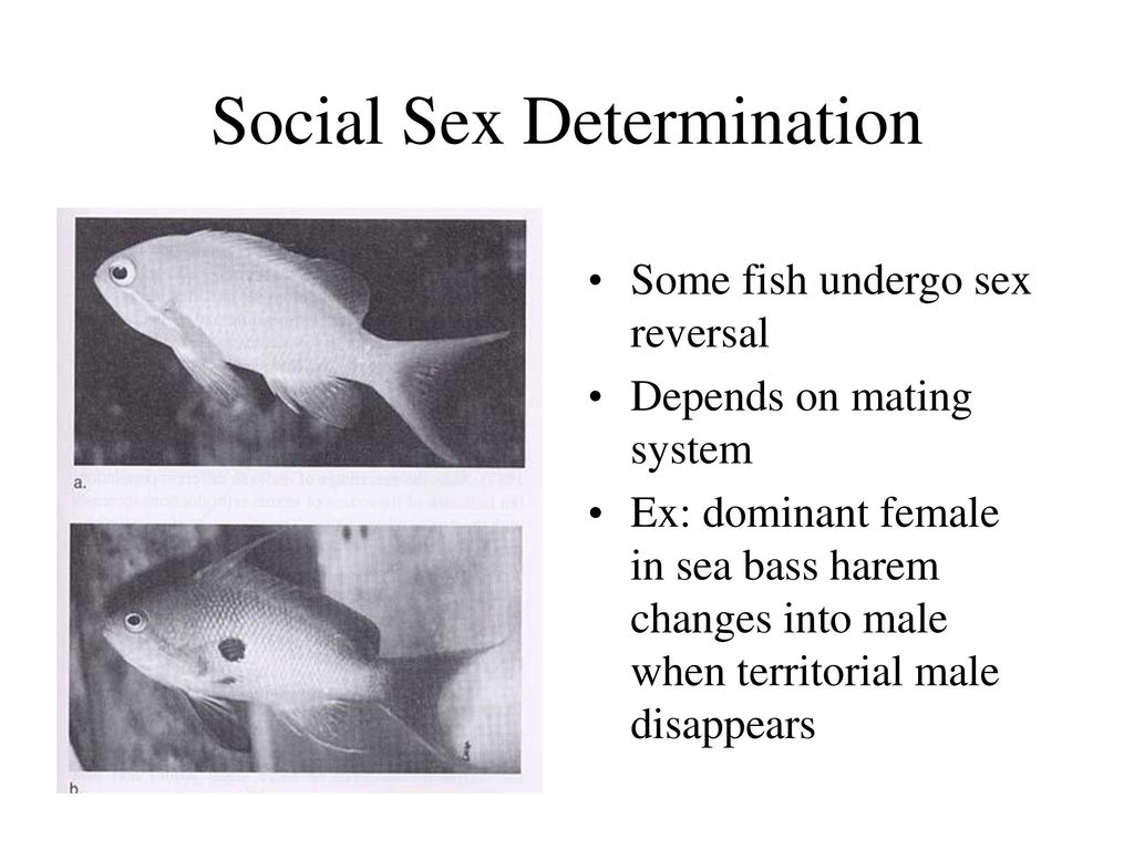 Sex And Sex Ratio What Is Sex Why Sex Ppt Download