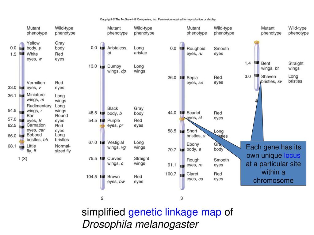 Simple Genetic Map Simple Genetic Map