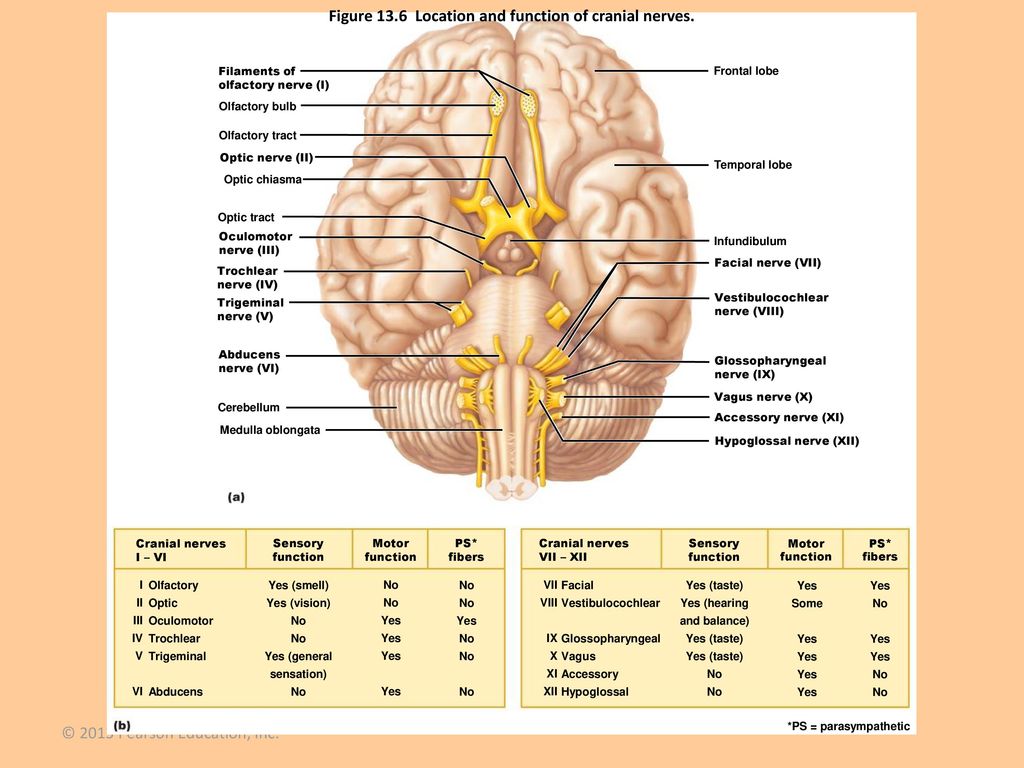 Cranial Nerves Function Chart Cranial Nerves Function Chart