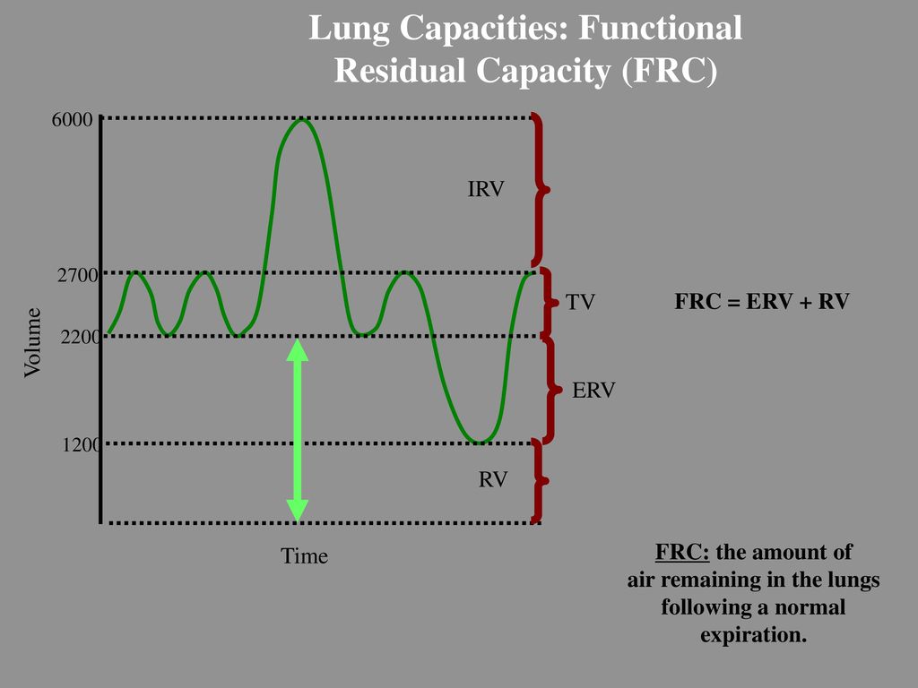 Respiratory Physiology - ppt download