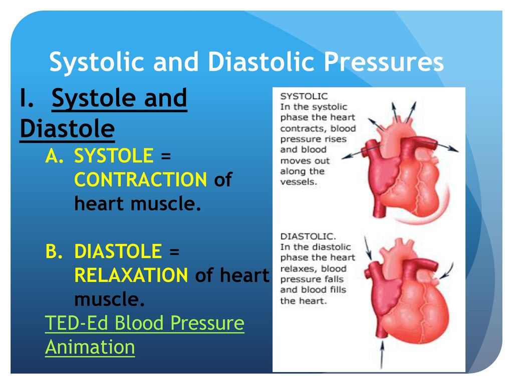 The Circulatory System Ppt Download