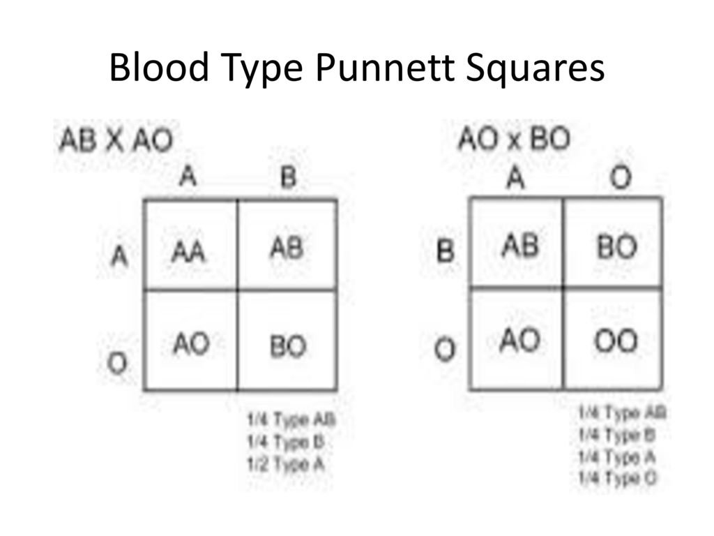 Punnett Squares — Examples Diagrams Expii 56 Off