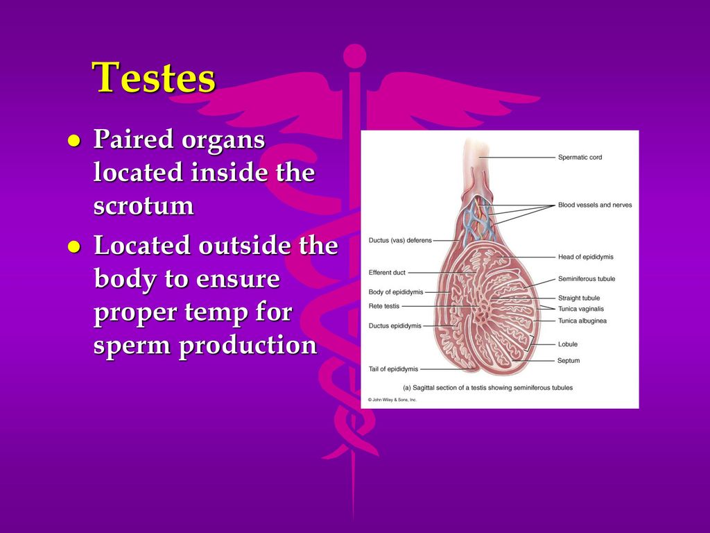 The Reproductive System Ppt Download