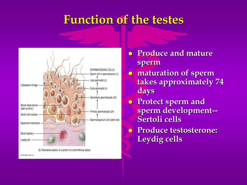 The Reproductive System Ppt Download