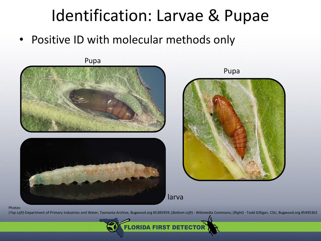 Light Brown Apple Moth Epiphyas postvittana - ppt download