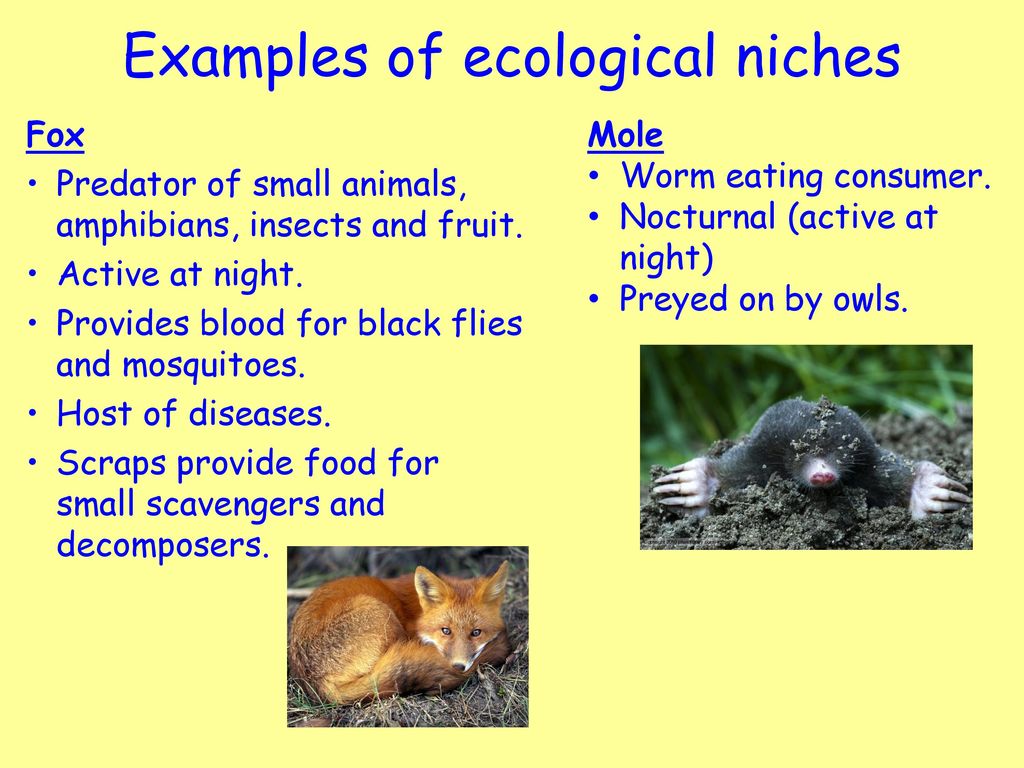 Ecological Niche Definition, Types Examples Video Lesson Ecological Niche Definition, Types Examples Video Lesson