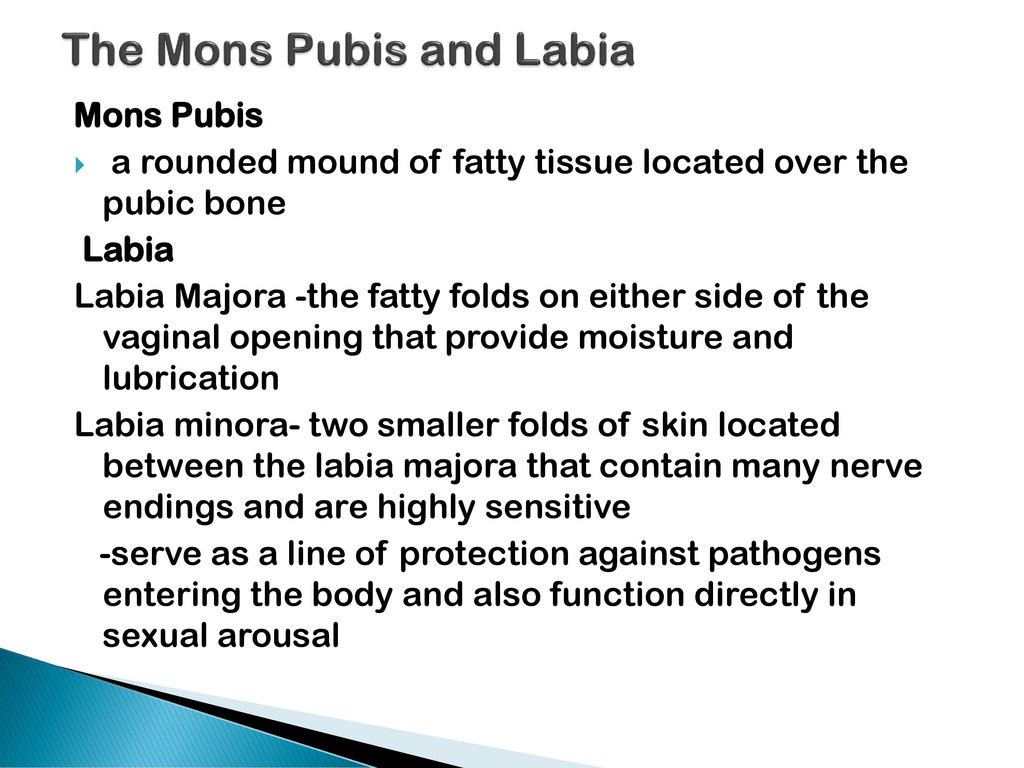 The Male Reproductive System Ppt Download