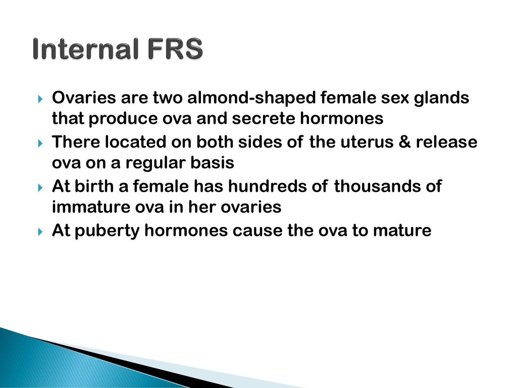The Male Reproductive System Ppt Download