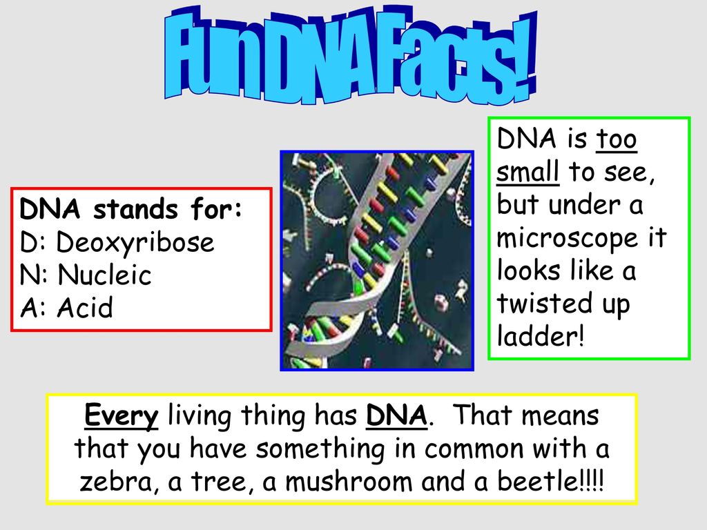DNA. - ppt download DNA. - ppt download