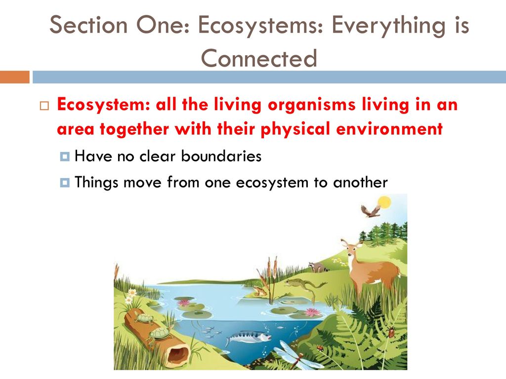 Chapter Four: The organization of life - ppt download Chapter Four: The organization of life - ppt download