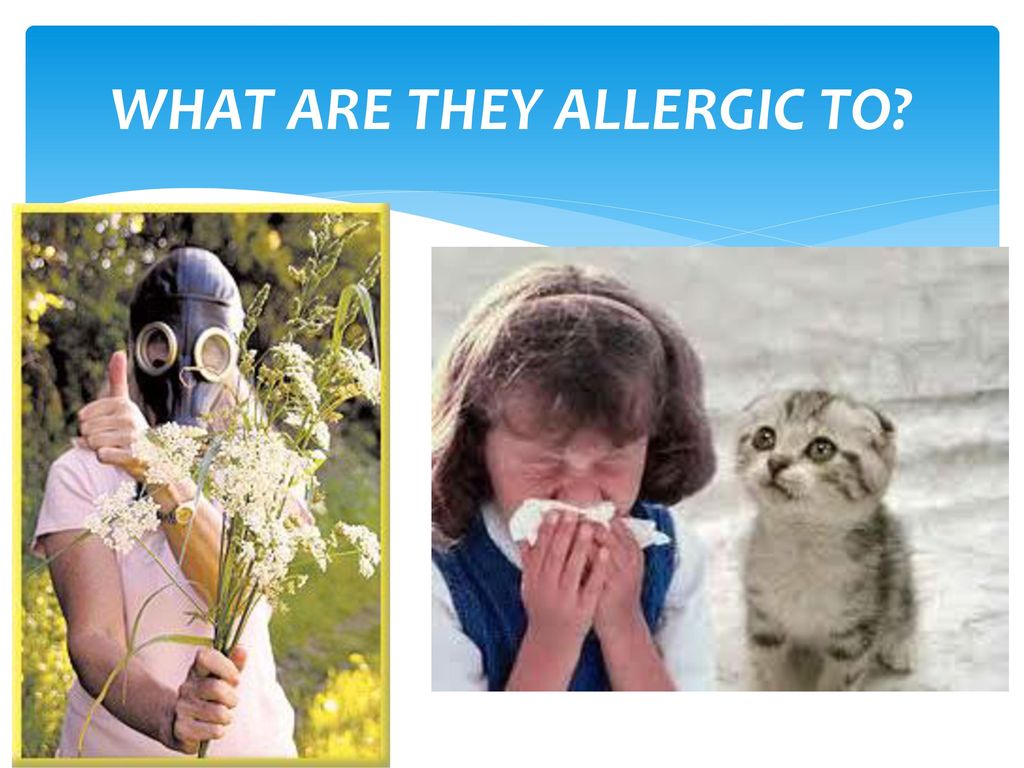 ALLERGY Hi! I’m here! Hallo! KRAVCHUK I.M.. - ppt download ALLERGY Hi! I’m here! Hallo! KRAVCHUK I.M.. - ppt download
