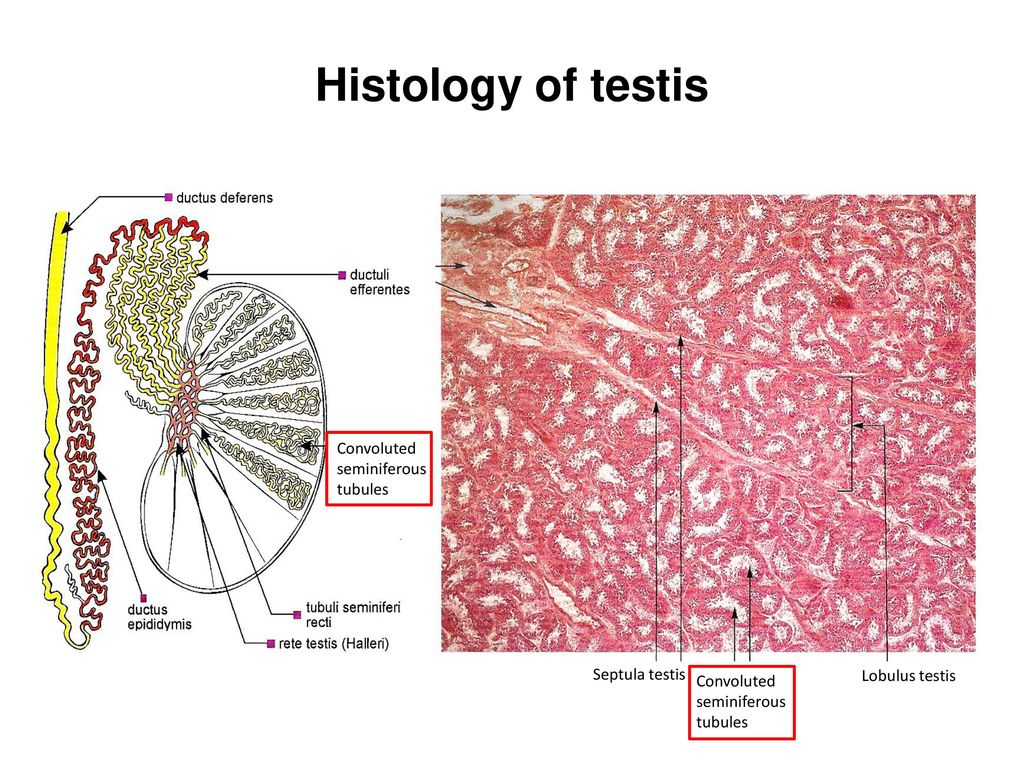 Rete Testis Histology