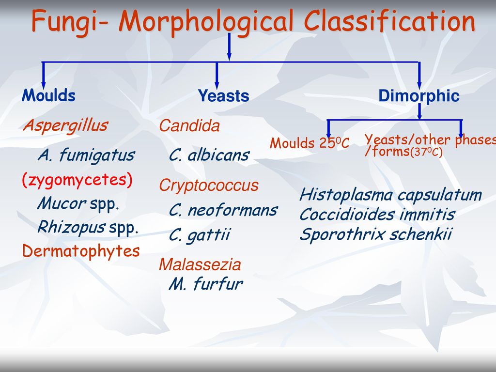 Fungi Of Medical Importance Ppt Download
