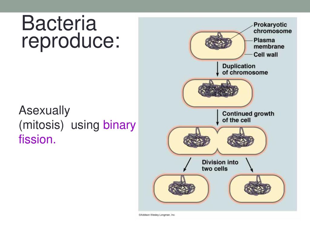Viruses And Bacteria Monday Ppt Download