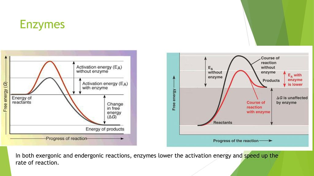 Lesson 9 Enzymes And Reactions Ppt Download