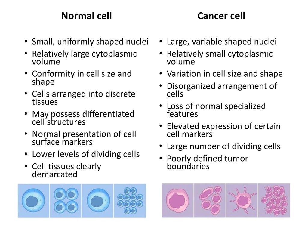 Difference Between Cancer Cells And Normal Cells Difference Between Cancer Cells And Normal Cells