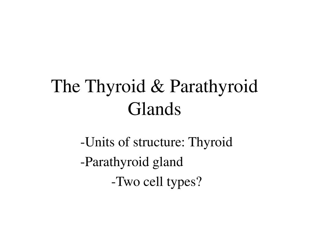 Histology Quiz The Endocrine System By Andrew W Ppt Download