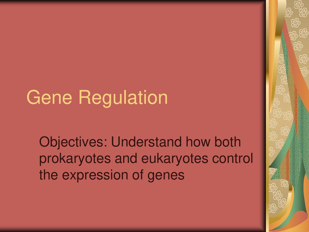 Gene Regulation Objectives Understand How Both Prokaryotes And