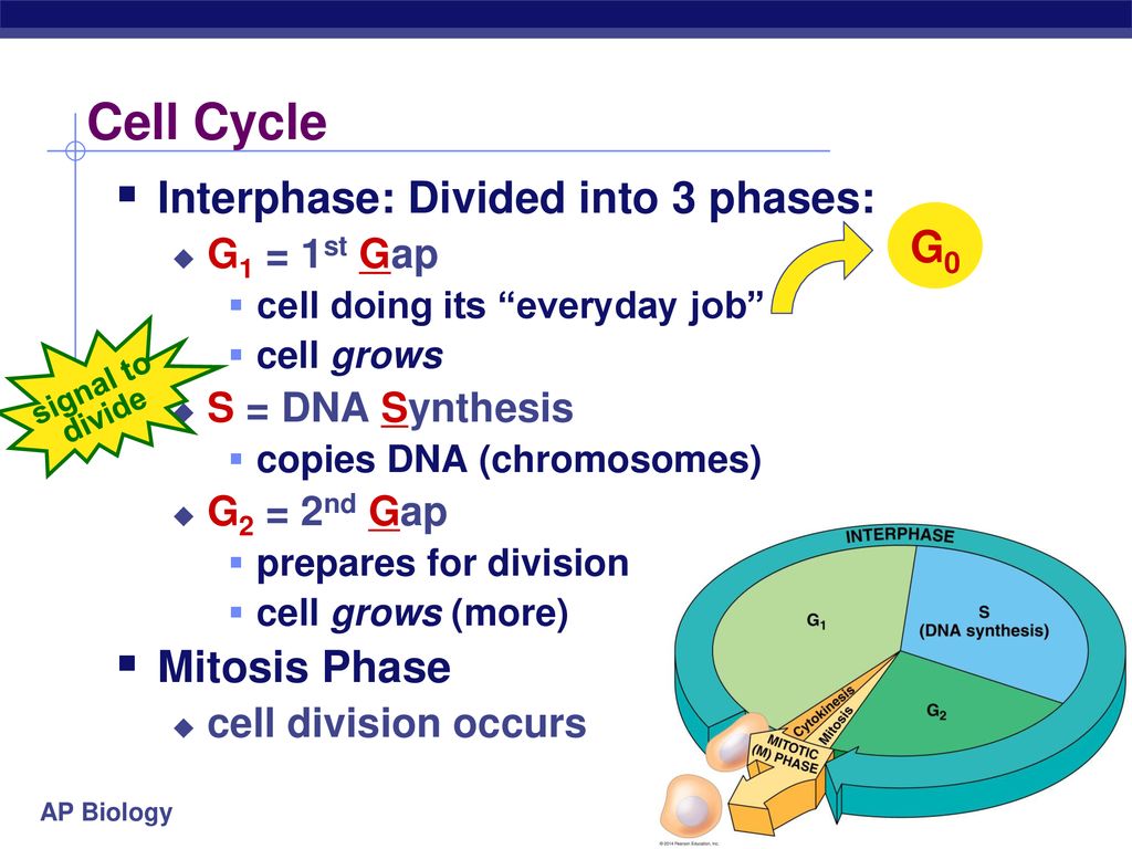 Interphase Stages With G0 Interphase Stages With G0