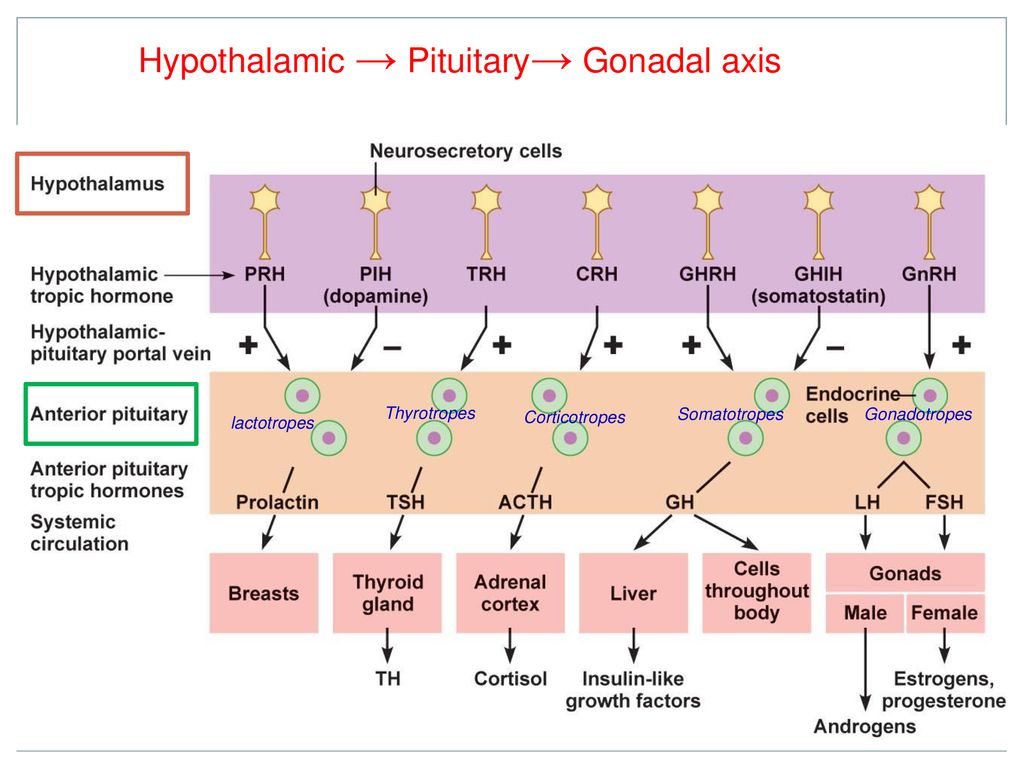 Reproductive Physiology Lecture 1 Hypothalamic Pituitary Gonadal Axis