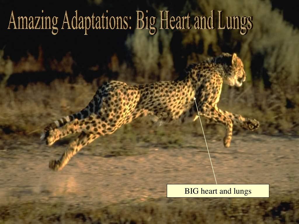 CHEETAH. - ppt download