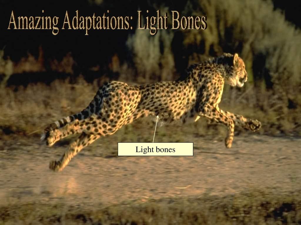 CHEETAH. - ppt download