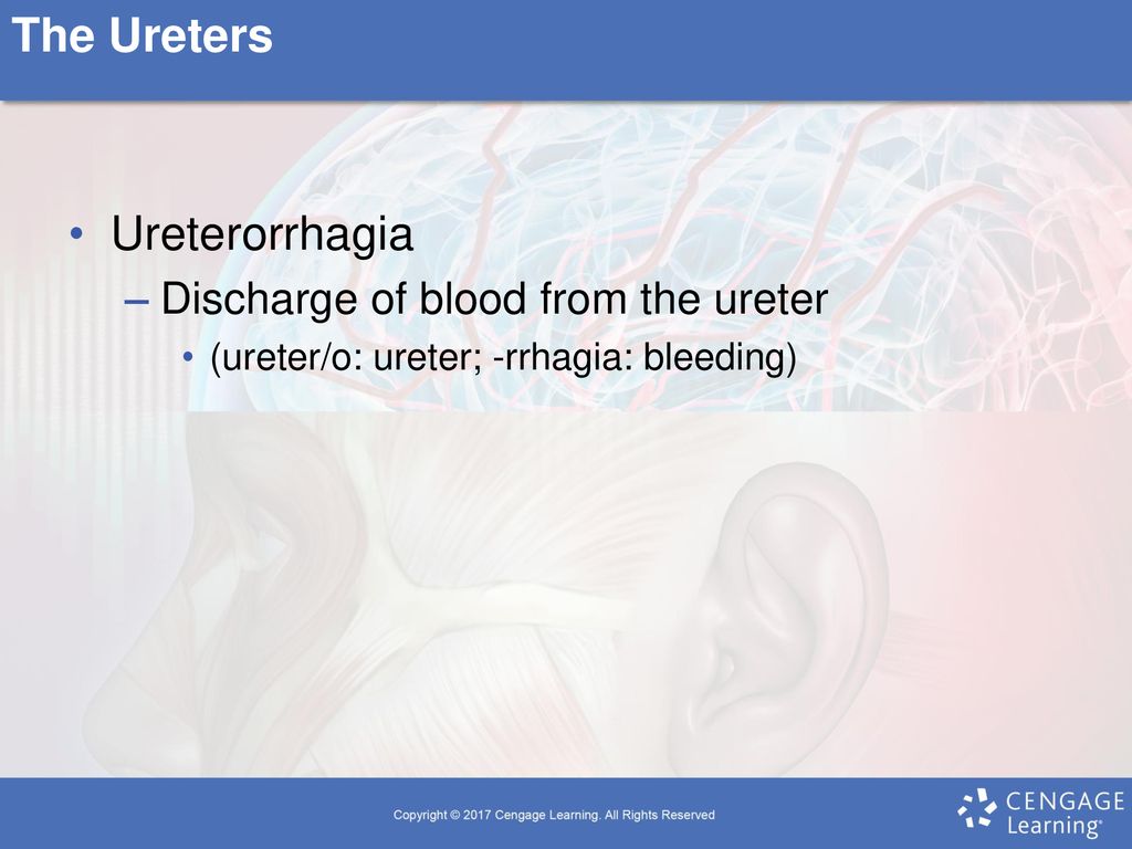 Chapter 9 The Urinary System Ppt Download