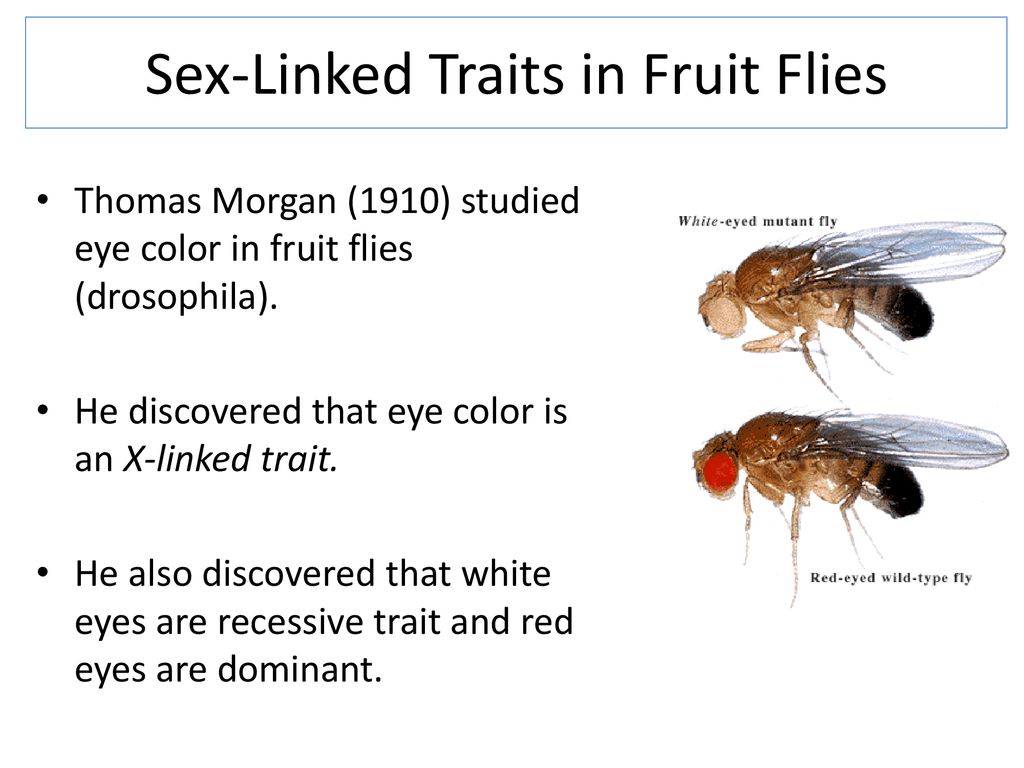 Sex Linked Inheritance Ppt Download