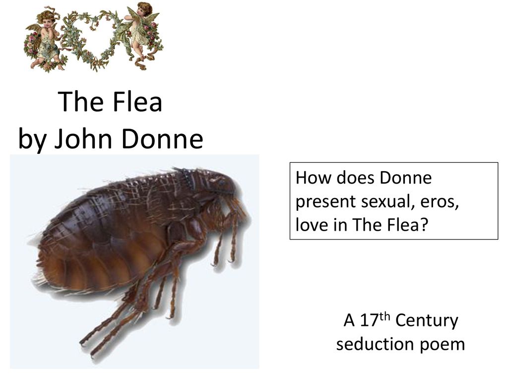 A 17th Century Seduction Poem Ppt Download