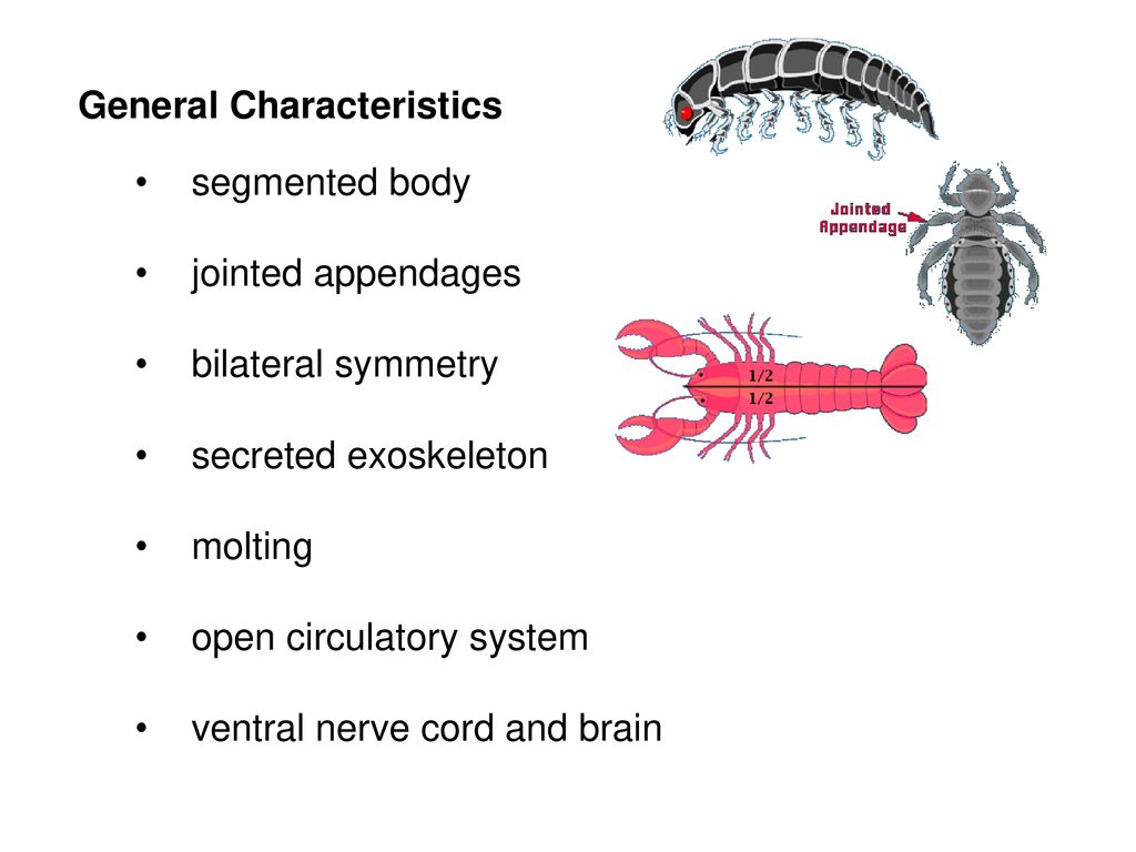 Arthropod Ppt Download