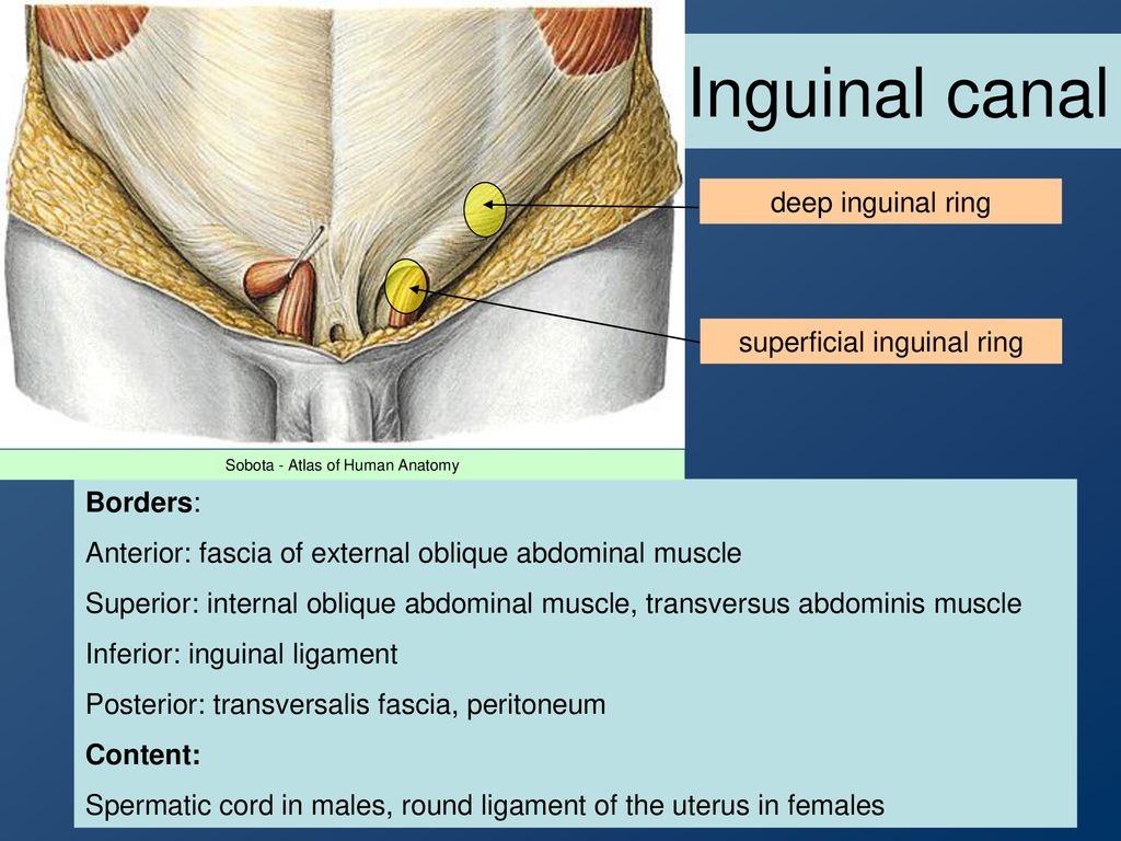 Inguinal Canal Borders
