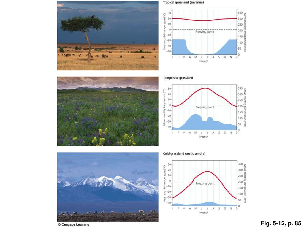 Temperate Grassland Climate Graph