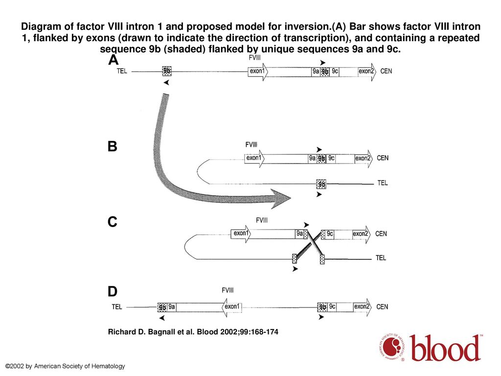 Recurrent Inversion Breaking Intron 1 Of The Factor Viii Gene Is A