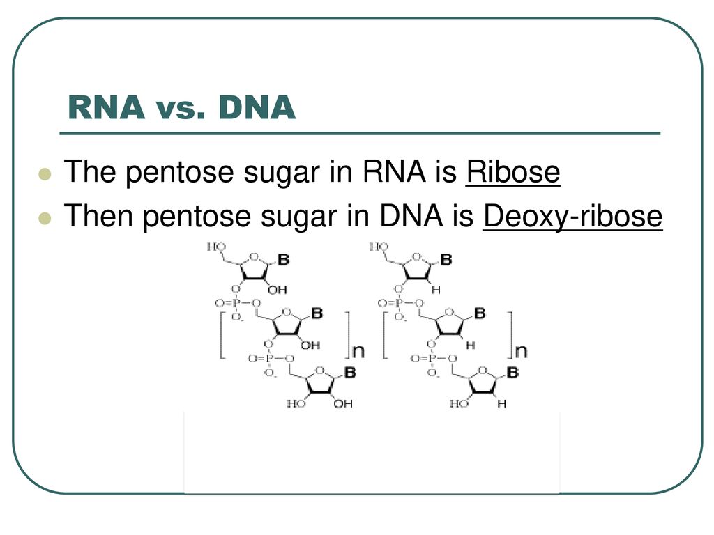 Nucleic Acids Dna And Rna Ppt Download