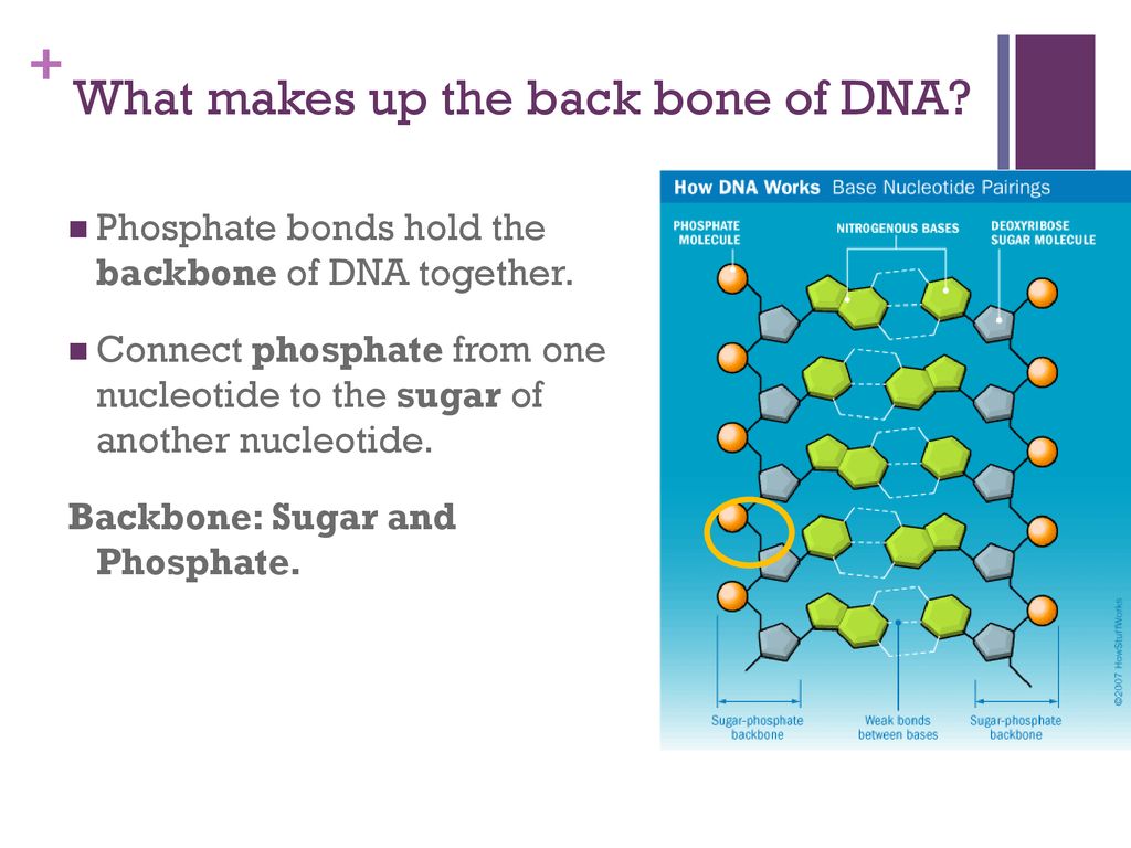 DNA Genetics. - ppt download