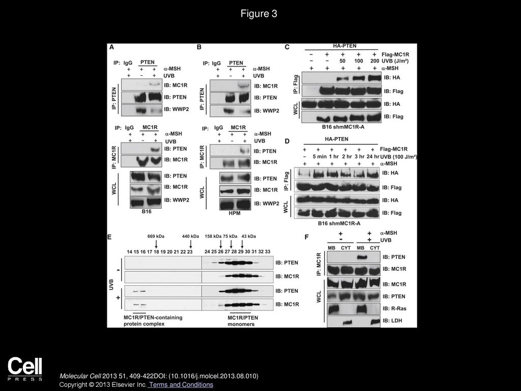 Mc1r Is A Potent Regulator Of Pten After Uv Exposure In Melanocytes
